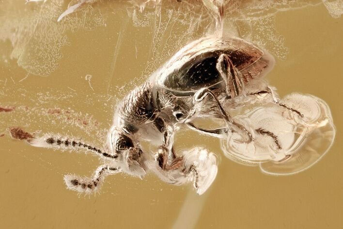 Fossil Ant-Like Stone Beetle (Scydmaeninae) in Baltic Amber (#284719 ...