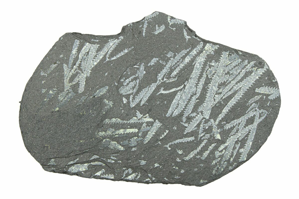 3.6" Fossil Graptolite (Didymograptus) Cluster - Wales (#284941) For ...