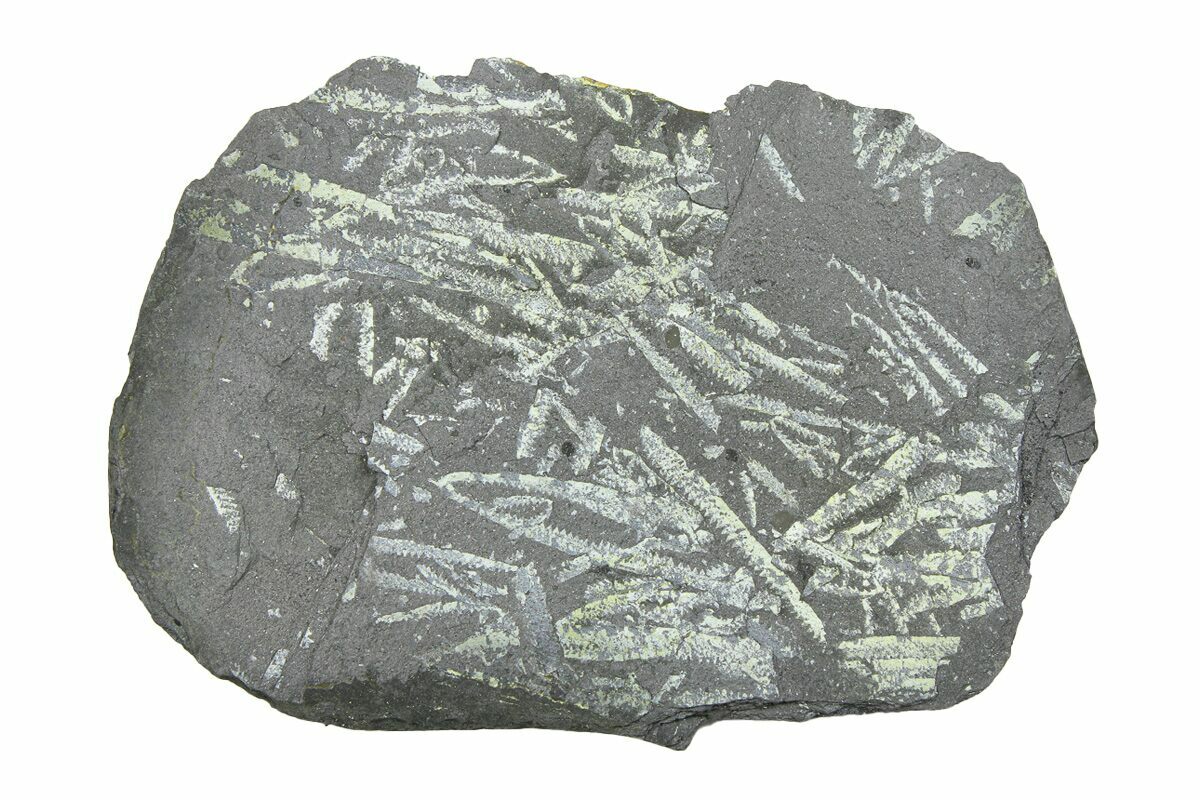4.7" Fossil Graptolite (Didymograptus) Cluster - Wales (#284952) For ...