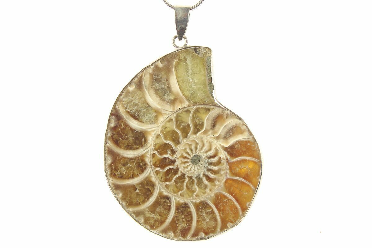 2 Fossil Ammonite Pendant 110 Million Years Old 284892 For Sale