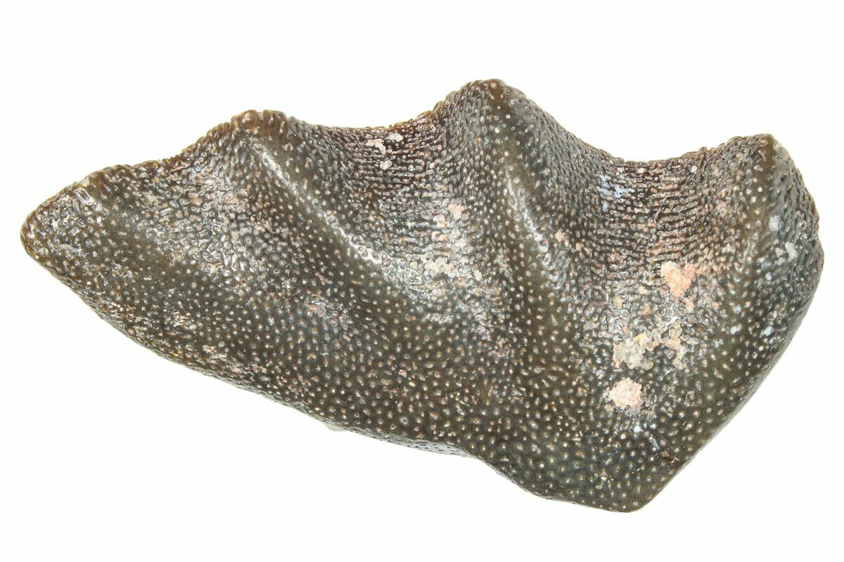 1.1" Cretaceous Lungfish (Ceratodus) Tooth Plate - Morocco (#285259 ...