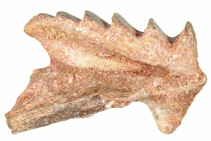 1.8" Cretaceous Lungfish (Ceratodus) Tooth Plate - Morocco (#285281 ...