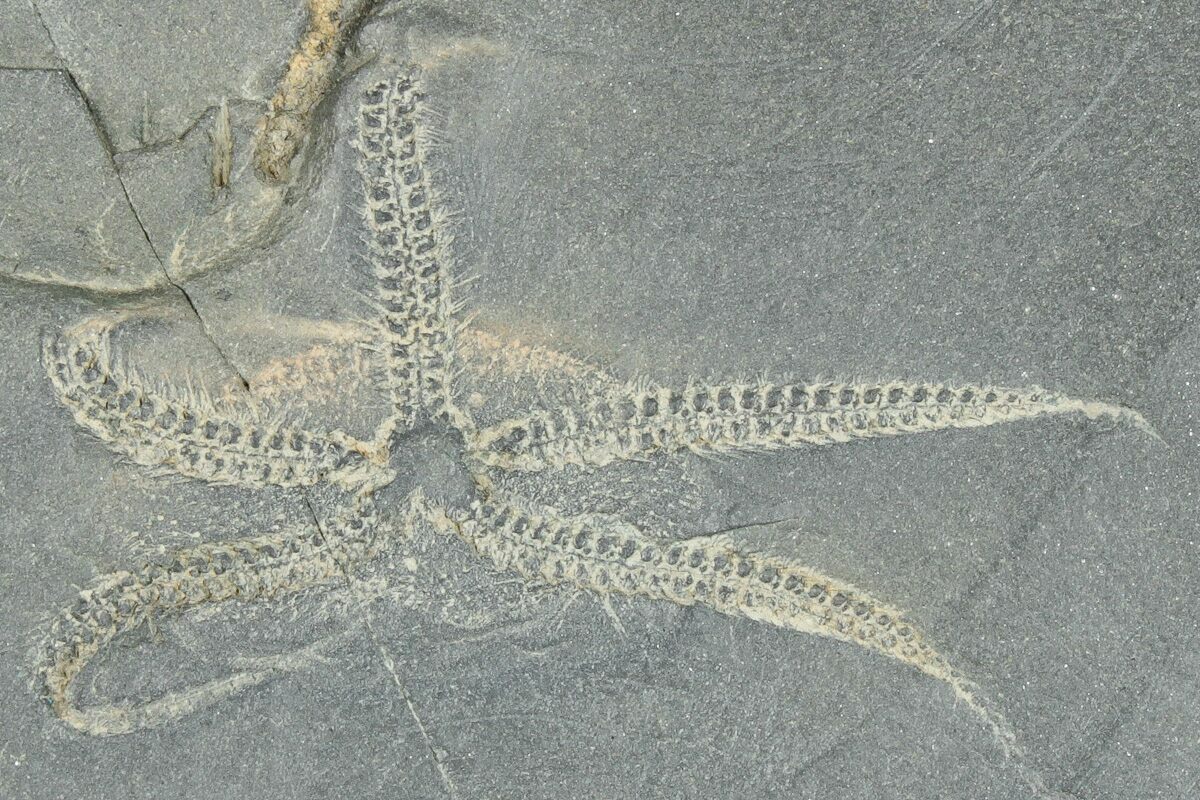1.7" Ordovician Brittle Star (Ophiura) - Morocco (#285308) For Sale ...
