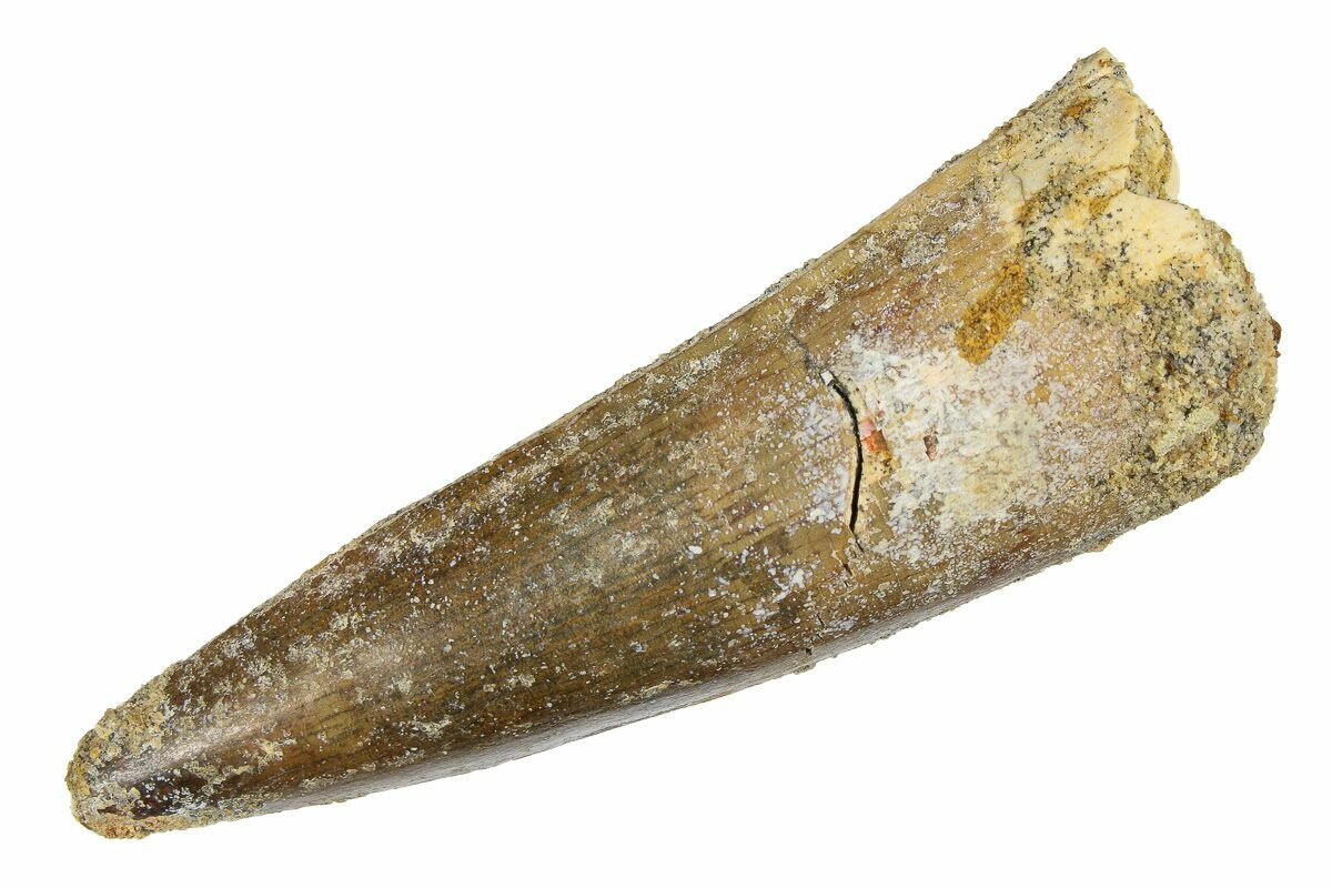 2.80" Fossil Spinosaurus Tooth - Real Dinosaur Tooth (#286000) For Sale ...