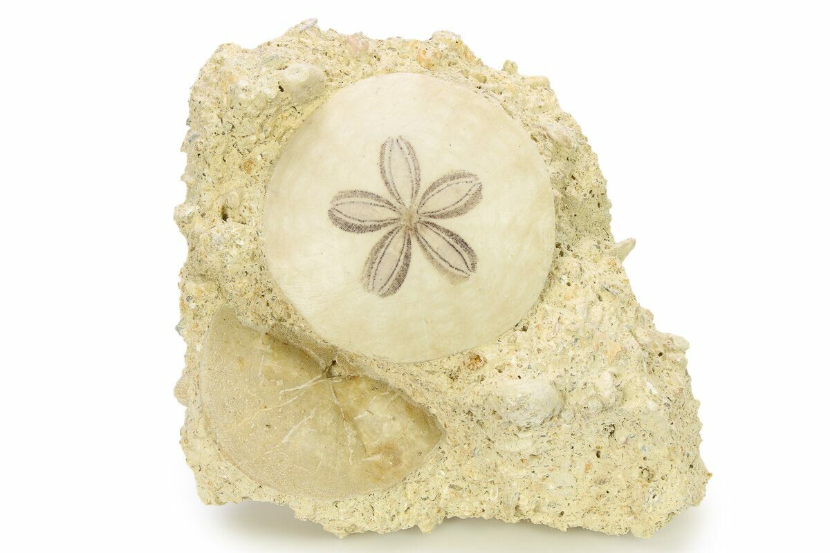 Two Fossil Sand Dollars - France (#286381) For Sale - FossilEra.com