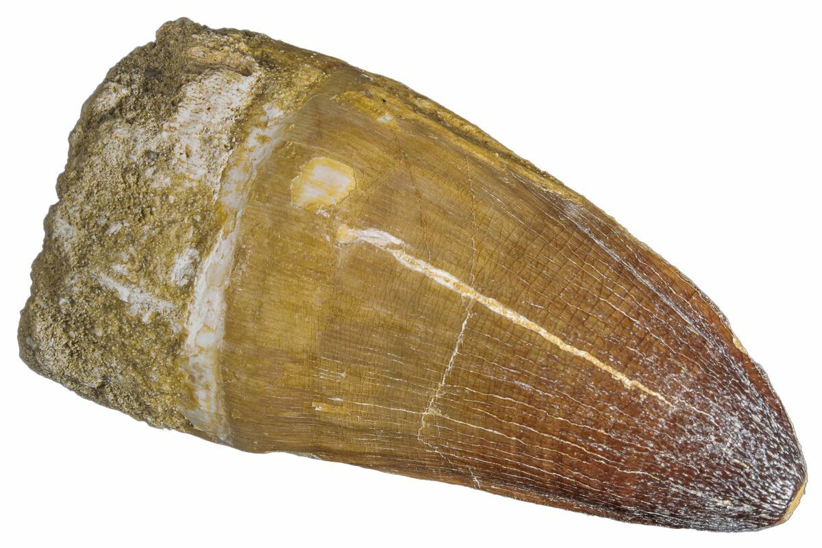 2.37" Fossil Mosasaur (Prognathodon) Tooth - Morocco (#286353) For Sale ...