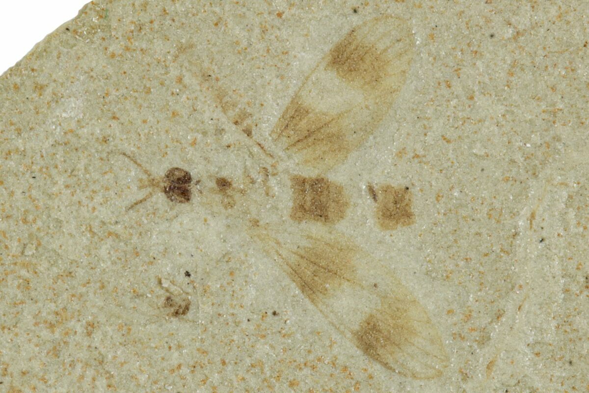 Two Fossil Flies (Diptera) - Green River Formation, Colorado (#286410 ...