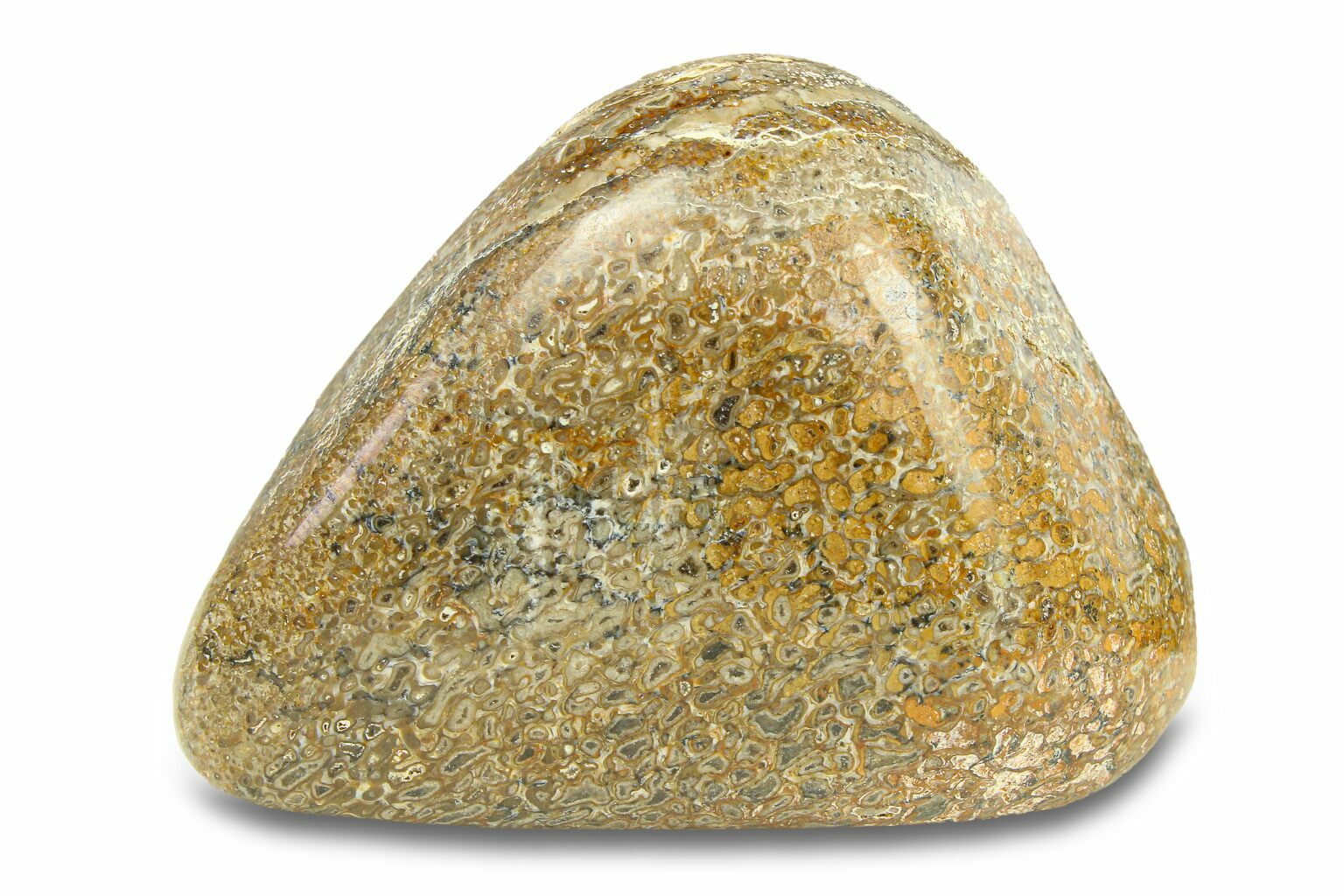 2.1" Polished Dinosaur Bone (Gembone) - Morocco (#287507) For Sale ...