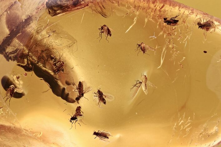 Detailed Fossil True Midge Swarm (Chironomidae) In Baltic Amber ...