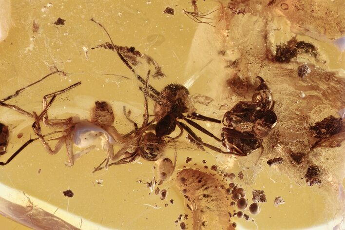 Detailed Fossil Ants and Partial Spider in Baltic Amber (#288580) For ...