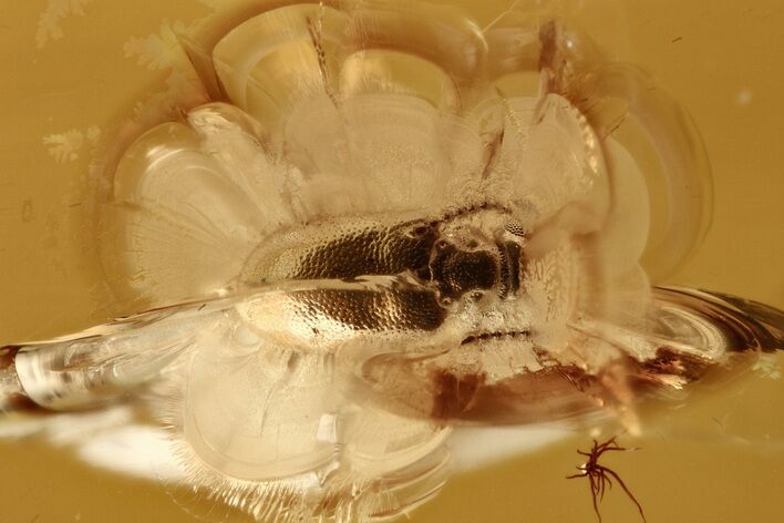 Fossil Beetle (Ptinidae) in Baltic Amber (#288589) For Sale - FossilEra.com