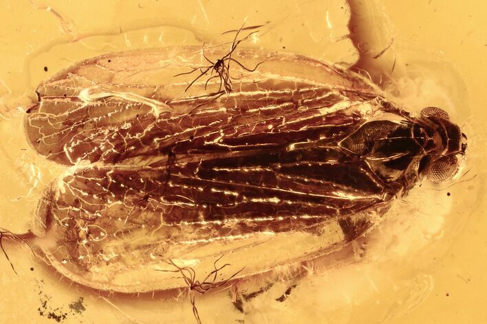 Detailed Fossil Planthopper (Fulgoroidea) In Baltic Amber (#288666) For ...