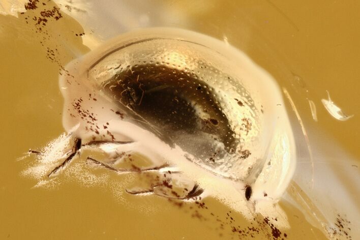 Detailed Fossil Sooty Mould Beetle (Cyclaxyridae) in Baltic Amber ...