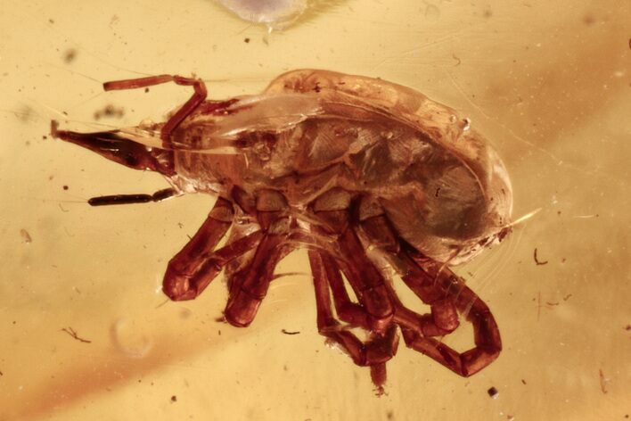 Detailed Fossil Dark-Winged Fungus Gnat and Mite in Baltic Amber ...