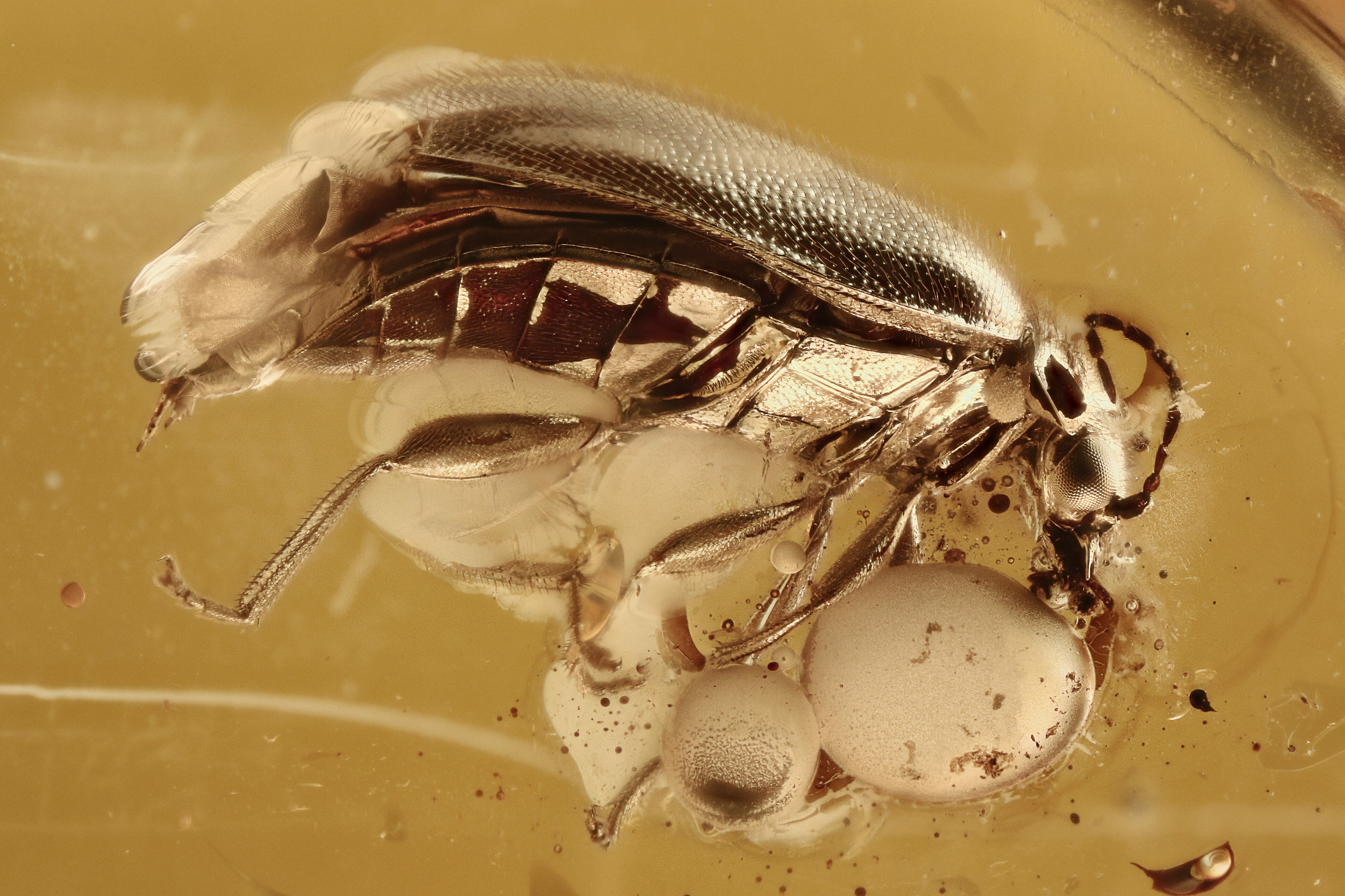 Detailed Fossil Marsh Beetle (Scirtidae) in Baltic Amber (#288702) For ...
