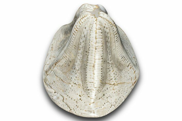 6.5" Polished Miocene Fossil Echinoid (Clypeaster) - Morocco (#288932 ...