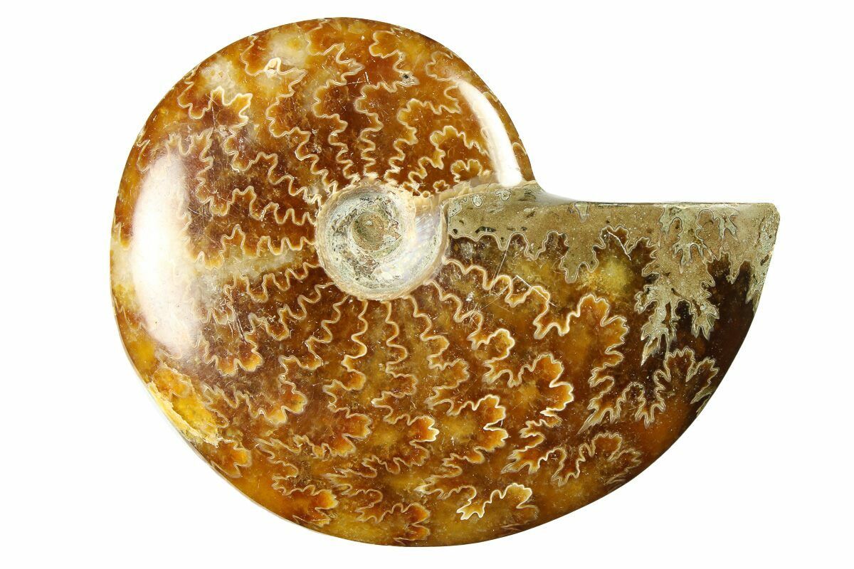 2.9" Polished Cretaceous Ammonite (Cleoniceras) Fossil - Madagascar ...