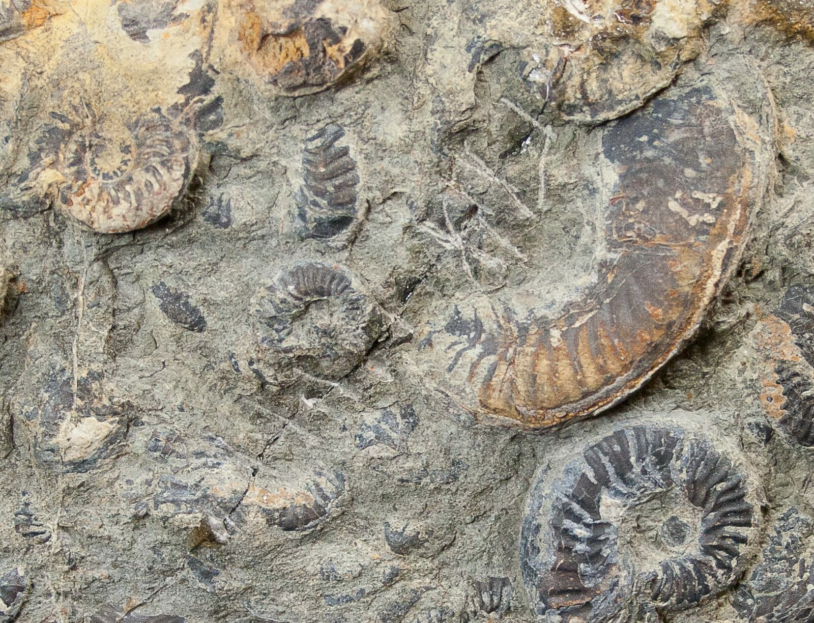Plate of Pyritized Ammonites - Oujda, Morocco (#16112) For Sale ...