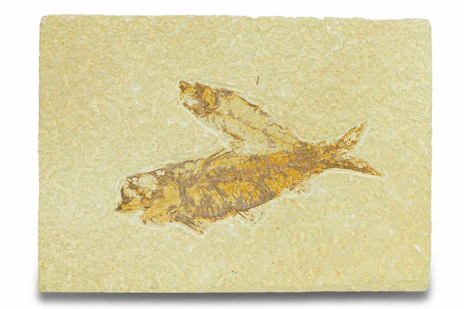 5.7" Fossil Fish Plate (Knightia eocaena) - Wyoming (#289911) For Sale ...
