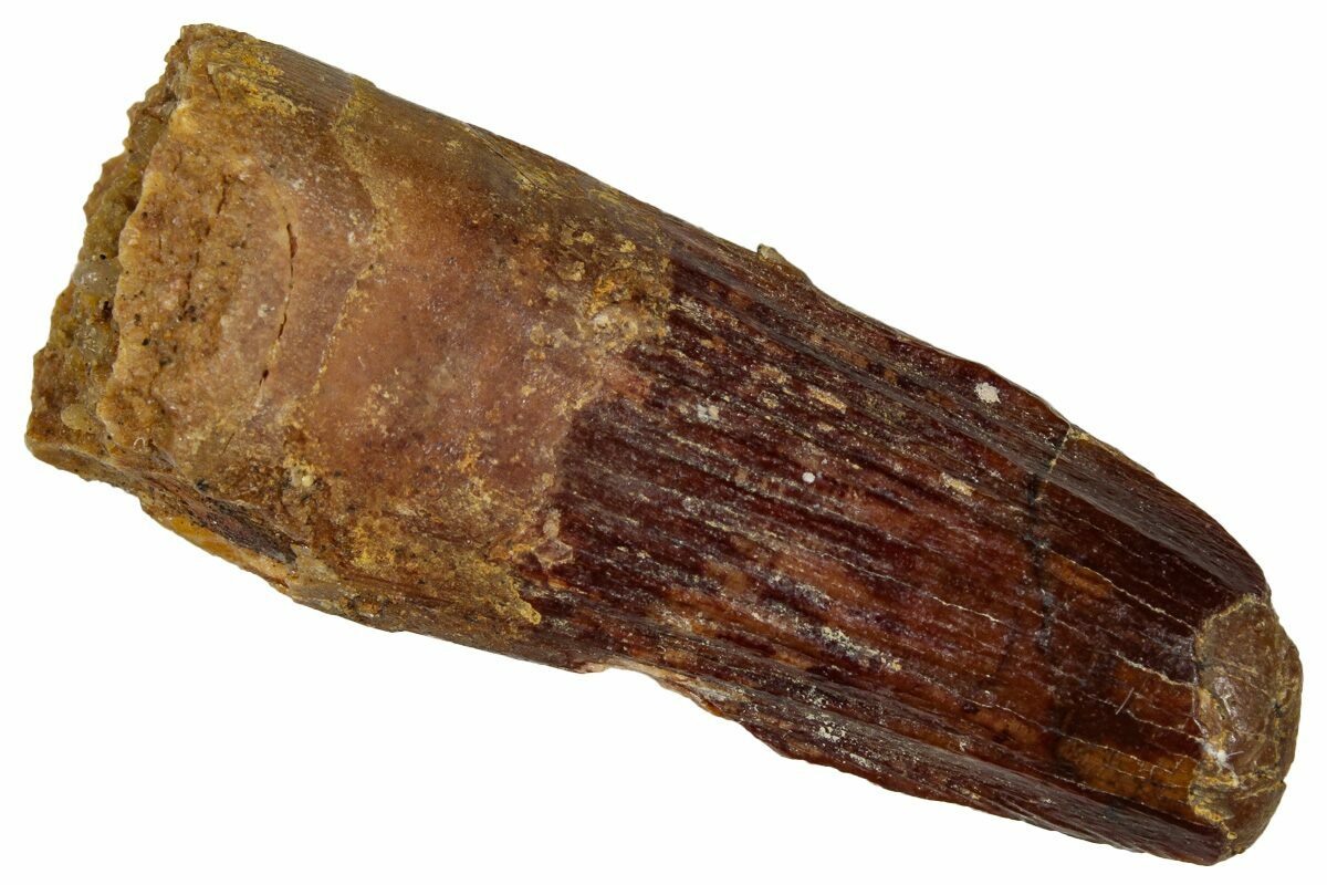1.21" Juvenile Fossil Spinosaurus Tooth - Real Dinosaur Tooth (#289816 ...