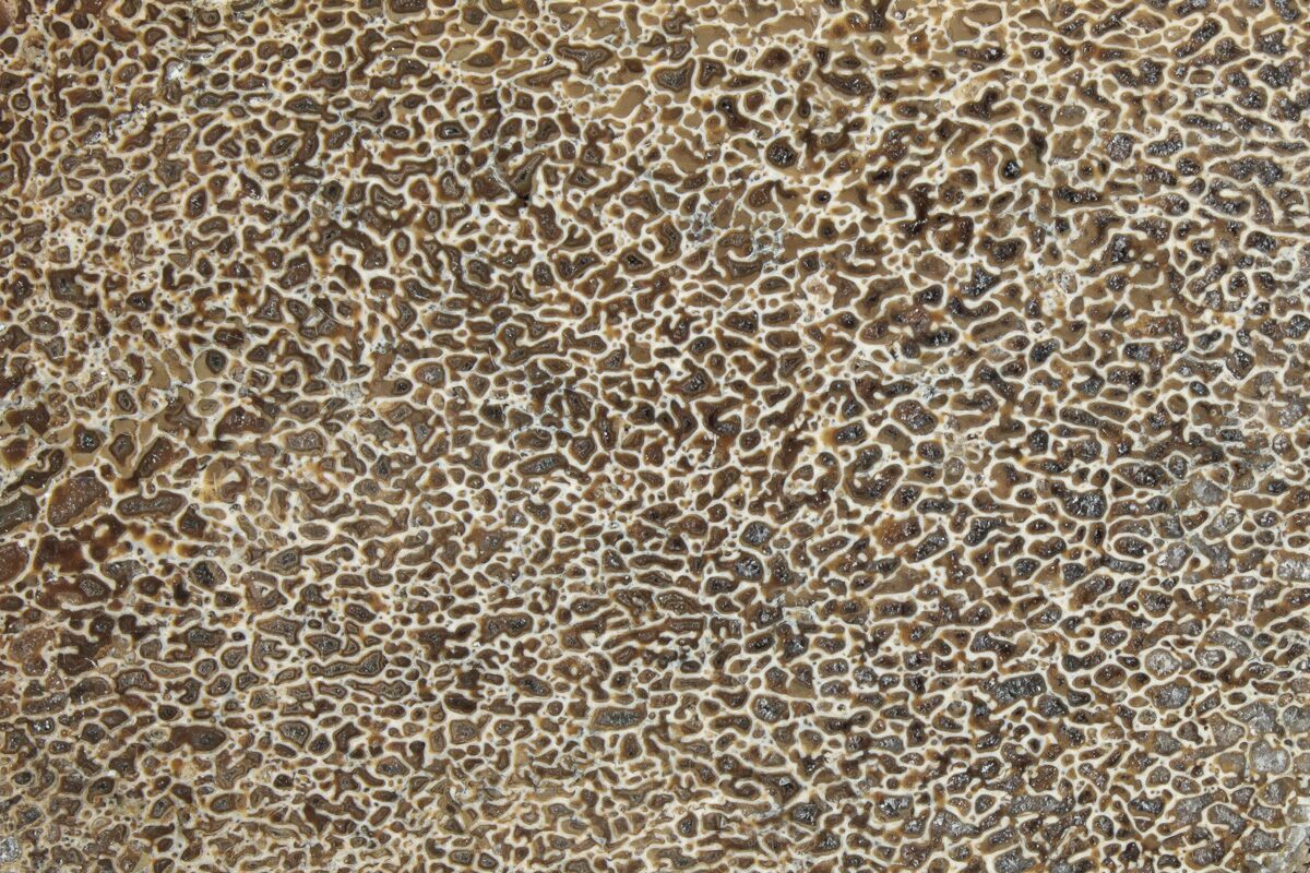 3.5" Polished Dinosaur Bone (Gembone) Slab - Morocco (#290308) For Sale ...