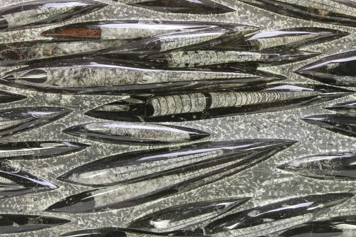 26" Polished Fossil Orthoceras (Cephalopod) Plate - Morocco (#290378) For Sale - FossilEra.com