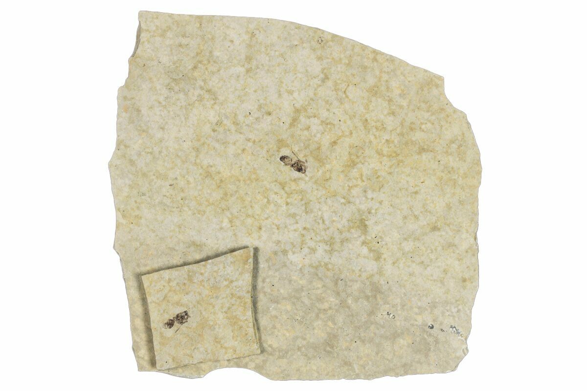 .21" Fossil Insect (Hymenoptera) - France (#290706) For Sale ...