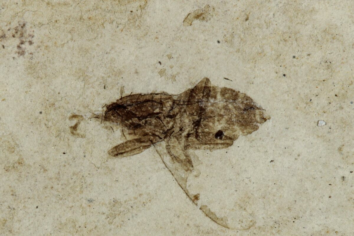 .22" Detailed Fossil Marsh Fly (Tetanocera) - Cereste, France (#290763 ...