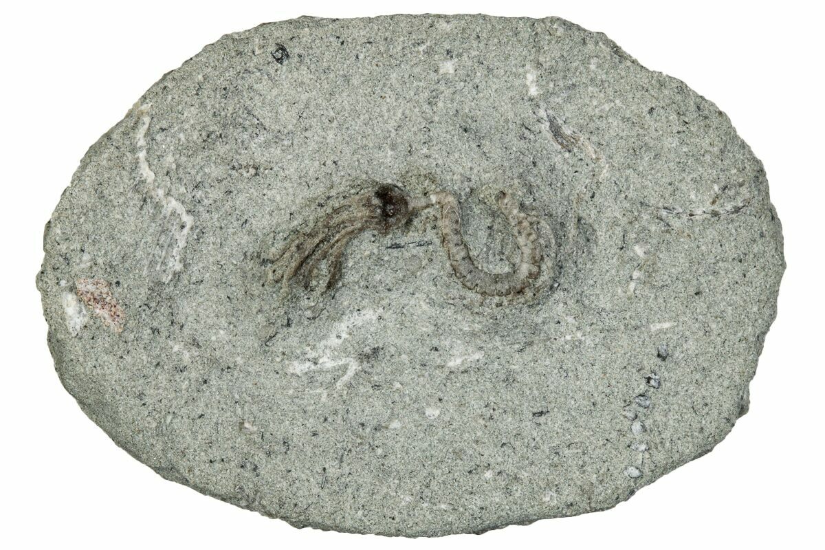 .45" Fossil Crinoid (Camptocrinus) - Crawfordsville, Indiana (#291773 ...