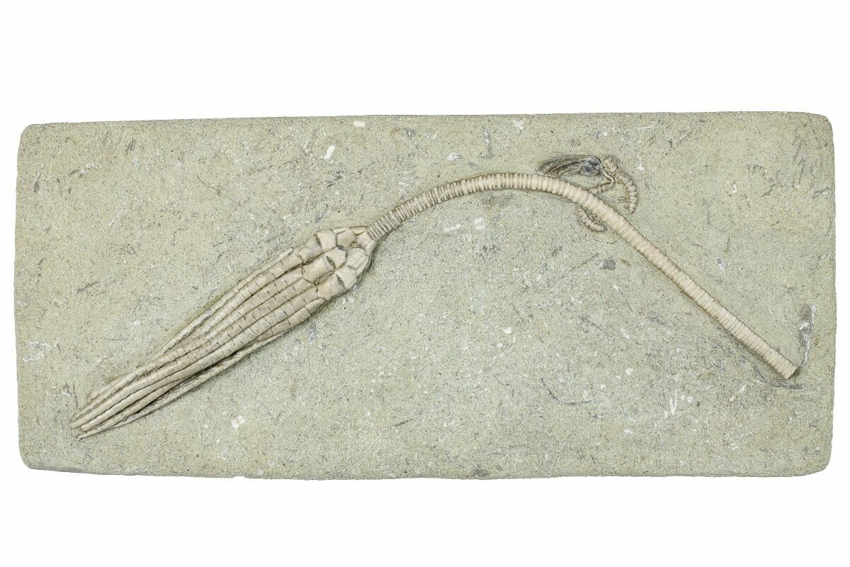5" Fossil Crinoid Plate (Two Species) - Crawfordsville, Indiana ...