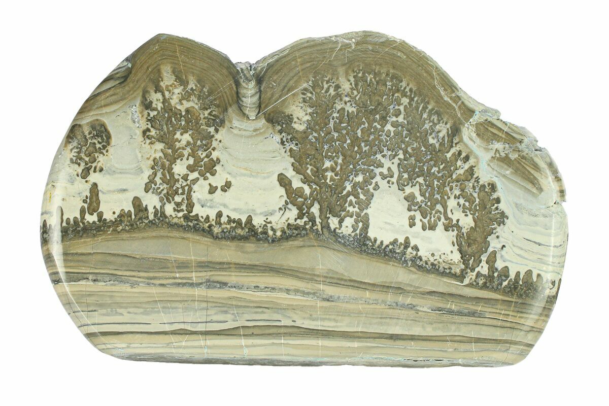 4.55" Triassic Aged Stromatolite Fossil - England (#292075) For Sale ...