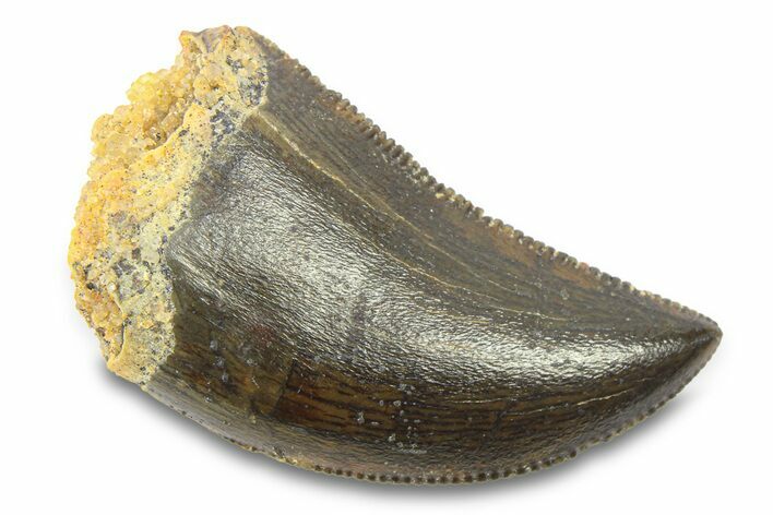 .82" Serrated Theropod Tooth - Morocco (#291882) For Sale - FossilEra.com