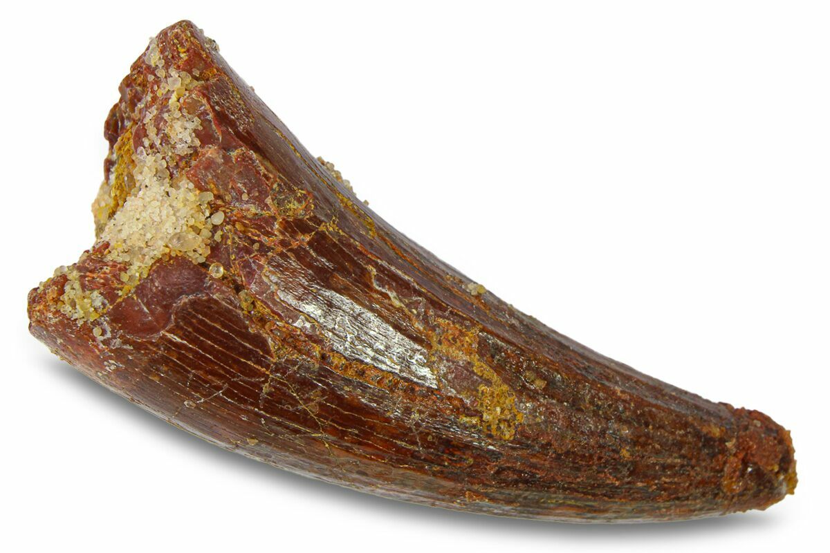1.72" Cretaceous Fossil Crocodylomorph Tooth - Morocco (#292221) For ...