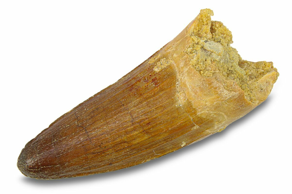 2.03" Cretaceous Fossil Crocodylomorph Tooth - Morocco (#292224) For ...
