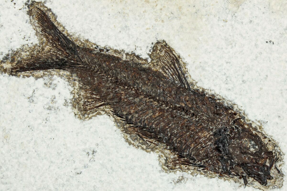3.75" Detailed Fossil Fish (Knightia) - Wyoming (#292501) For Sale ...