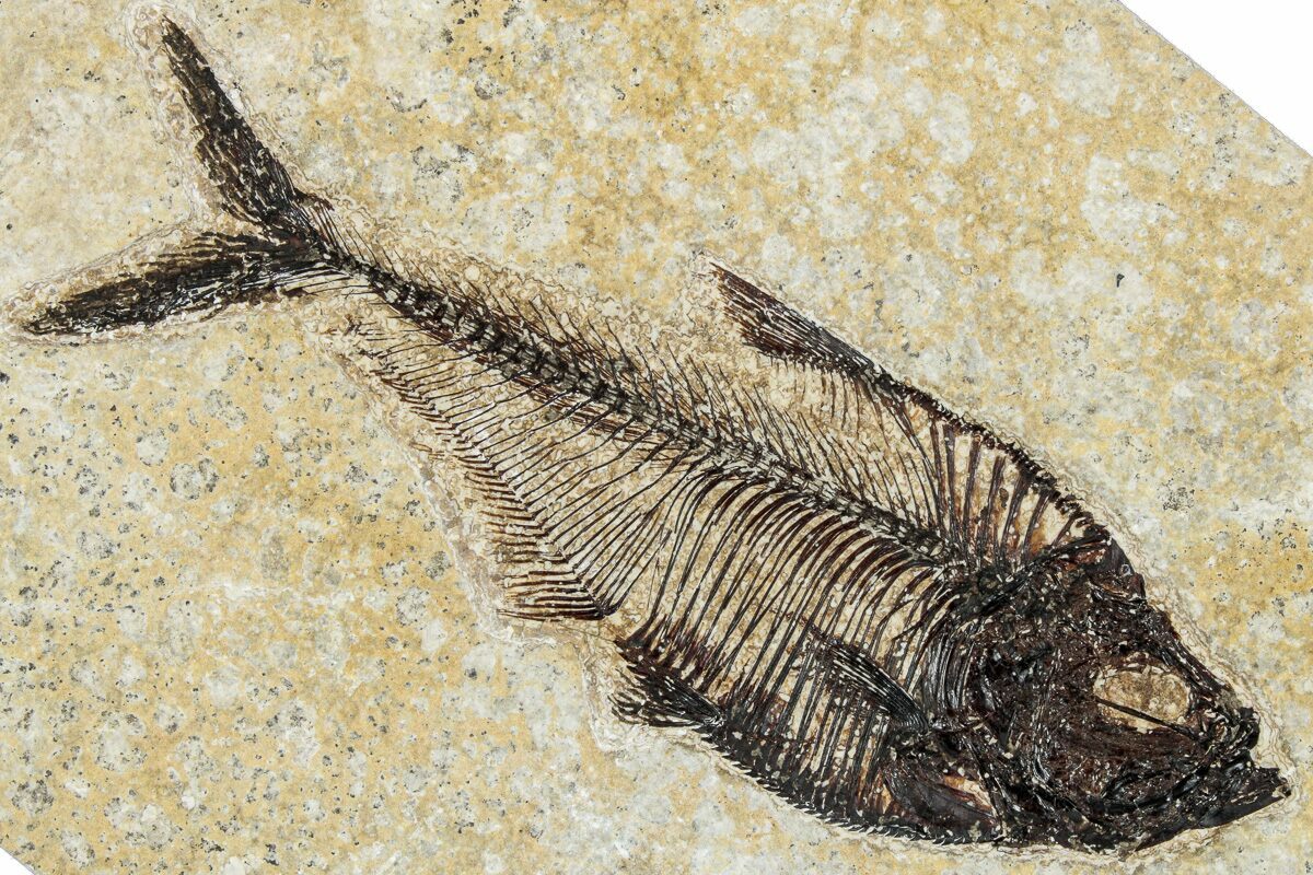 5.15" Detailed Fossil Fish (Diplomystus) - Wyoming (#292507) For Sale ...
