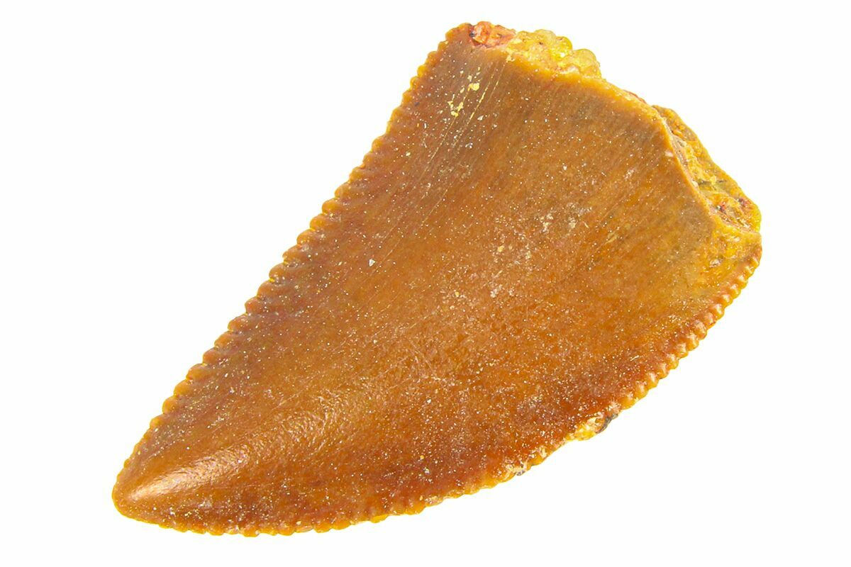 Serrated, .40" Raptor Tooth - Real Dinosaur Tooth (#291584) For Sale ...