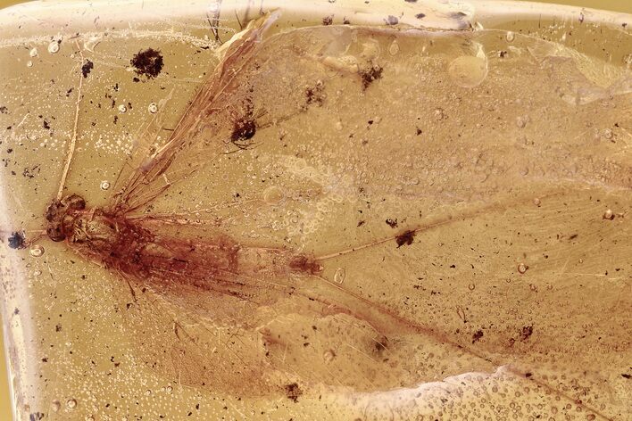 Fossil Mayfly (Ephemeroptera) and Fungus Gnats in Baltic Amber (#292396 ...