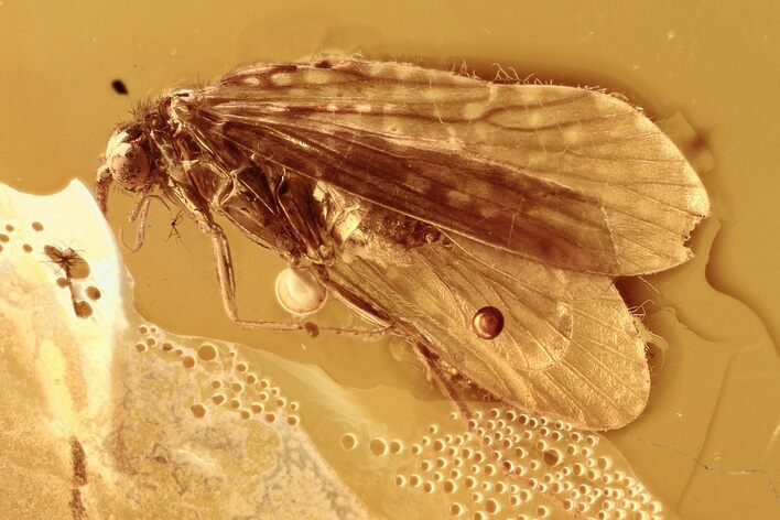 Fossil Caddisfly (Trichoptera) In Baltic Amber - Patterned Wings ...