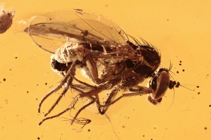 Fossil Fly (Dolichopodidae) w/ Attached Phoretic Mite in Baltic Amber ...