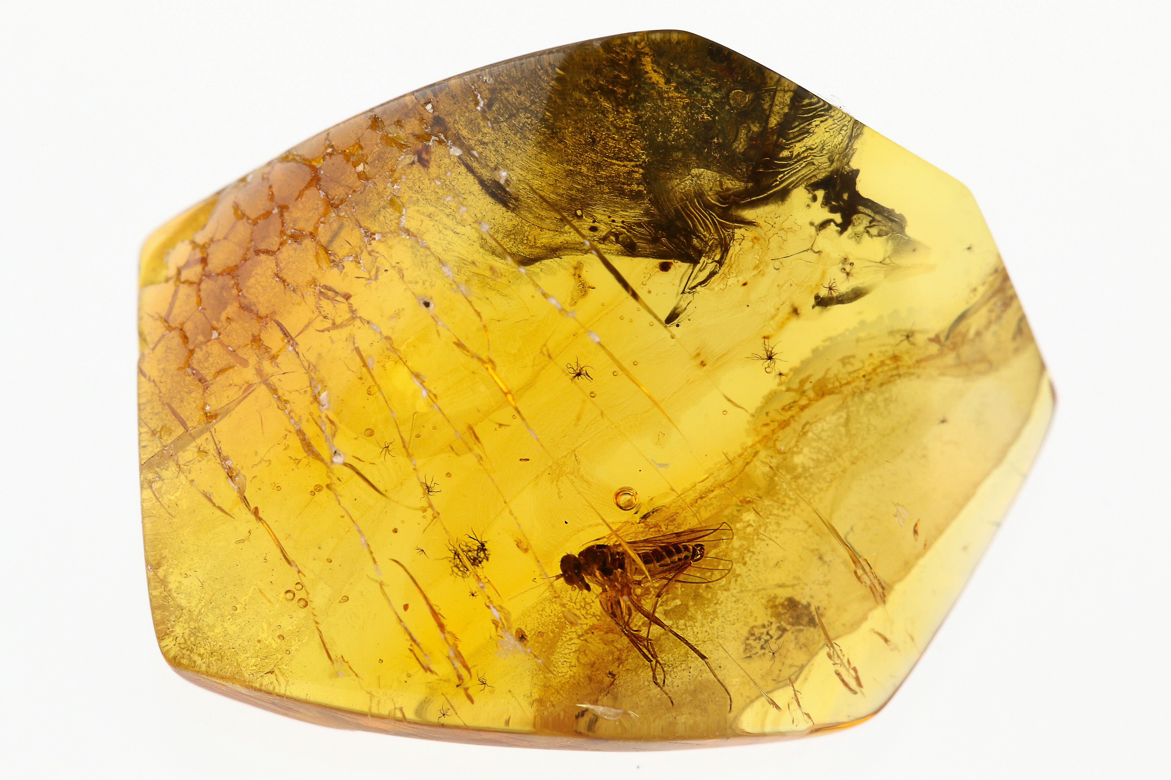 Detailed Fossil Dagger Fly (Empididae) In Baltic Amber (#292425) For ...