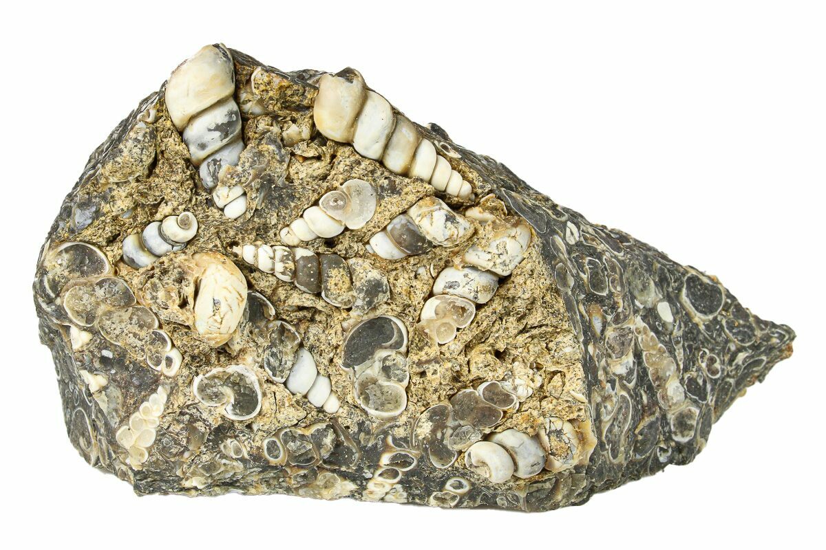 4.15" Fossil Freshwater Snails (Elimia) In Limestone - Wyoming (#292082 ...