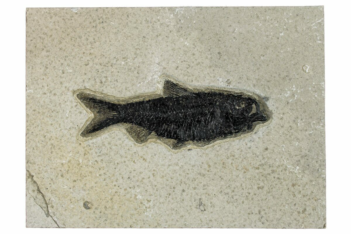3.75" Detailed Fossil Fish (Knightia) - Wyoming (#292544) For Sale ...