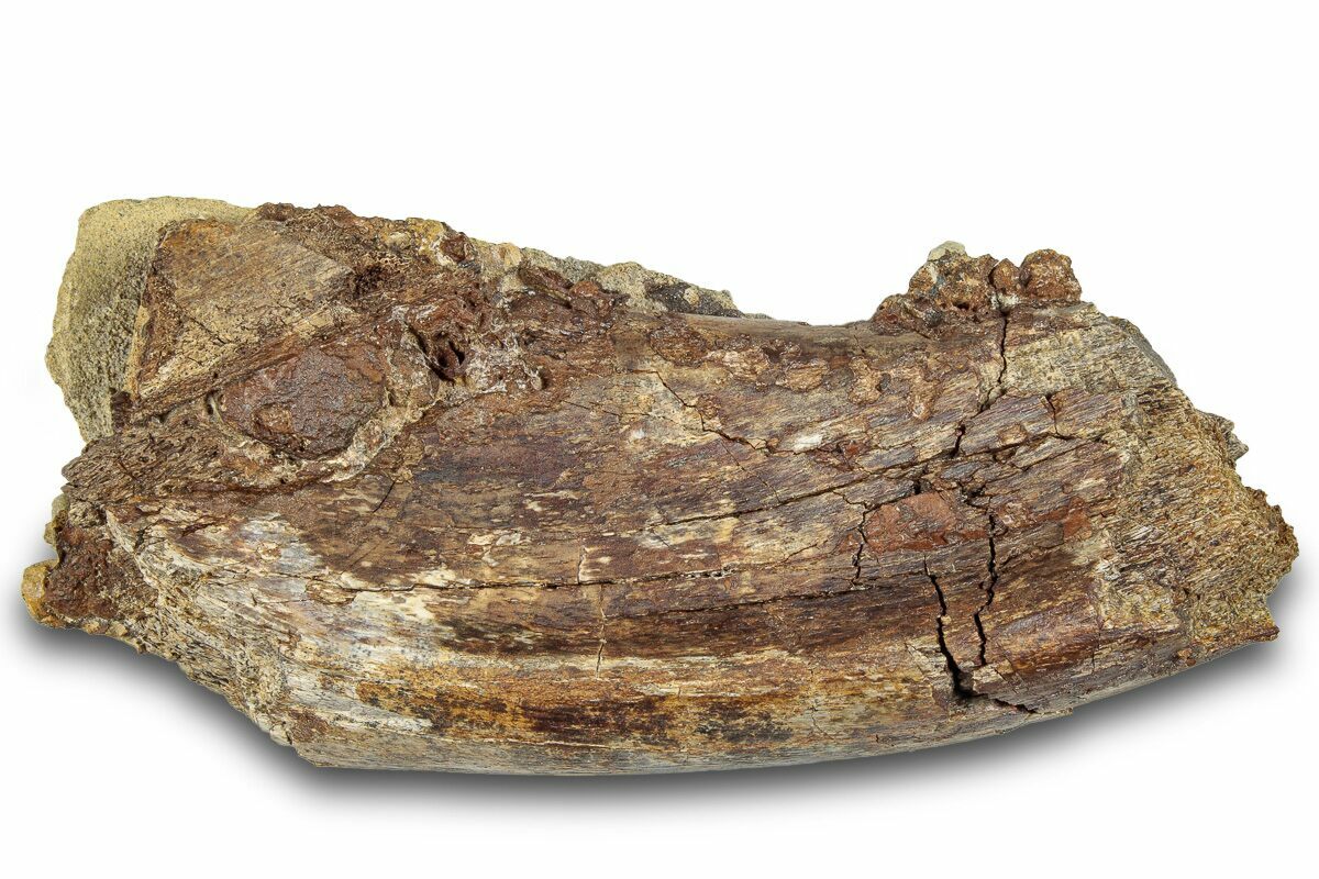 5.2" Dinosaur Rib Bone Section - Wyoming (#292561) For Sale - FossilEra.com