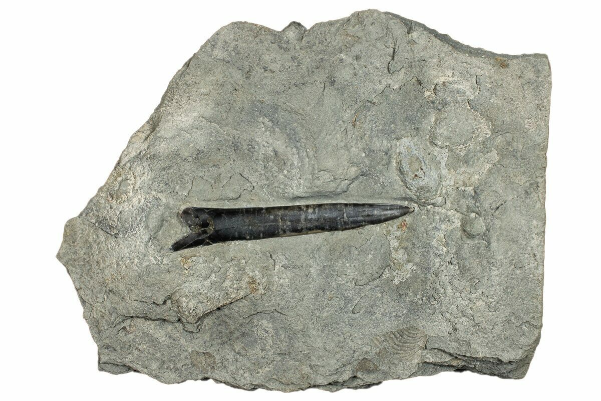 3.75" Fossil Belemnite in Rock - Germany (#293093) For Sale - FossilEra.com