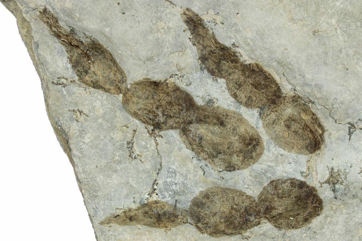 3.8" Dinosaur (Grallator) Track - Negative Impression (#293097) For ...