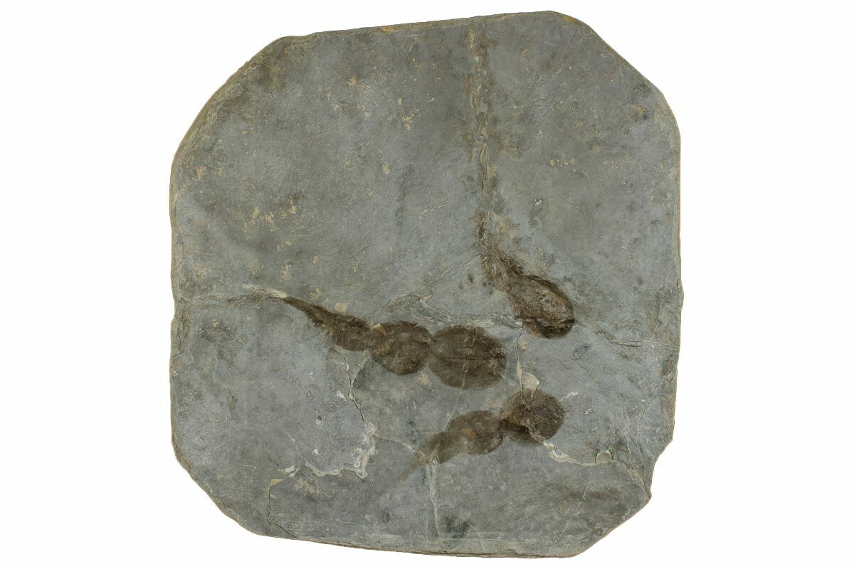 5.8" Dinosaur (Grallator) Track - Negative Impression (#293152) For ...