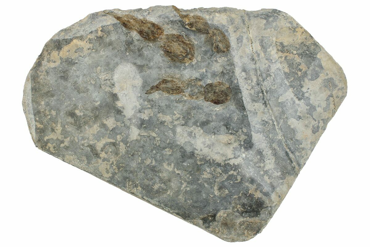 3.95" Dinosaur (Grallator) Track - Negative Impression (#293115) For ...