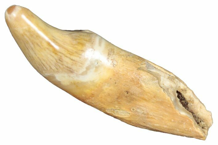 1.1" Rooted Fossil Fox (Vulpes) Tooth - L'Herm, France (#293197) For ...