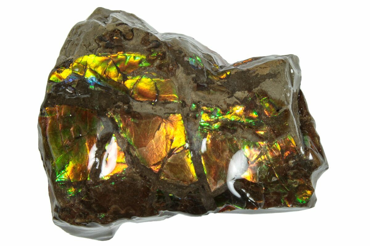 1.3" Iridescent Ammolite (Fossil Ammonite Shell) - Rainbow Colors ...